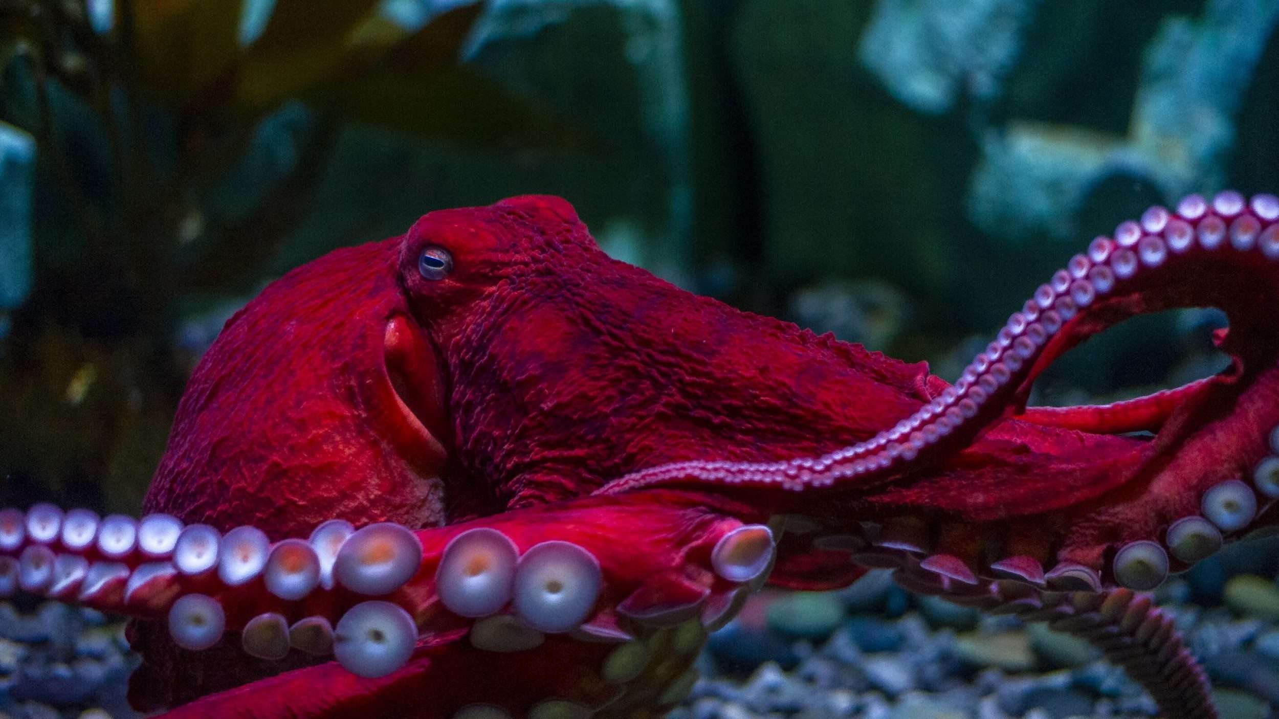 Octopus Meaning